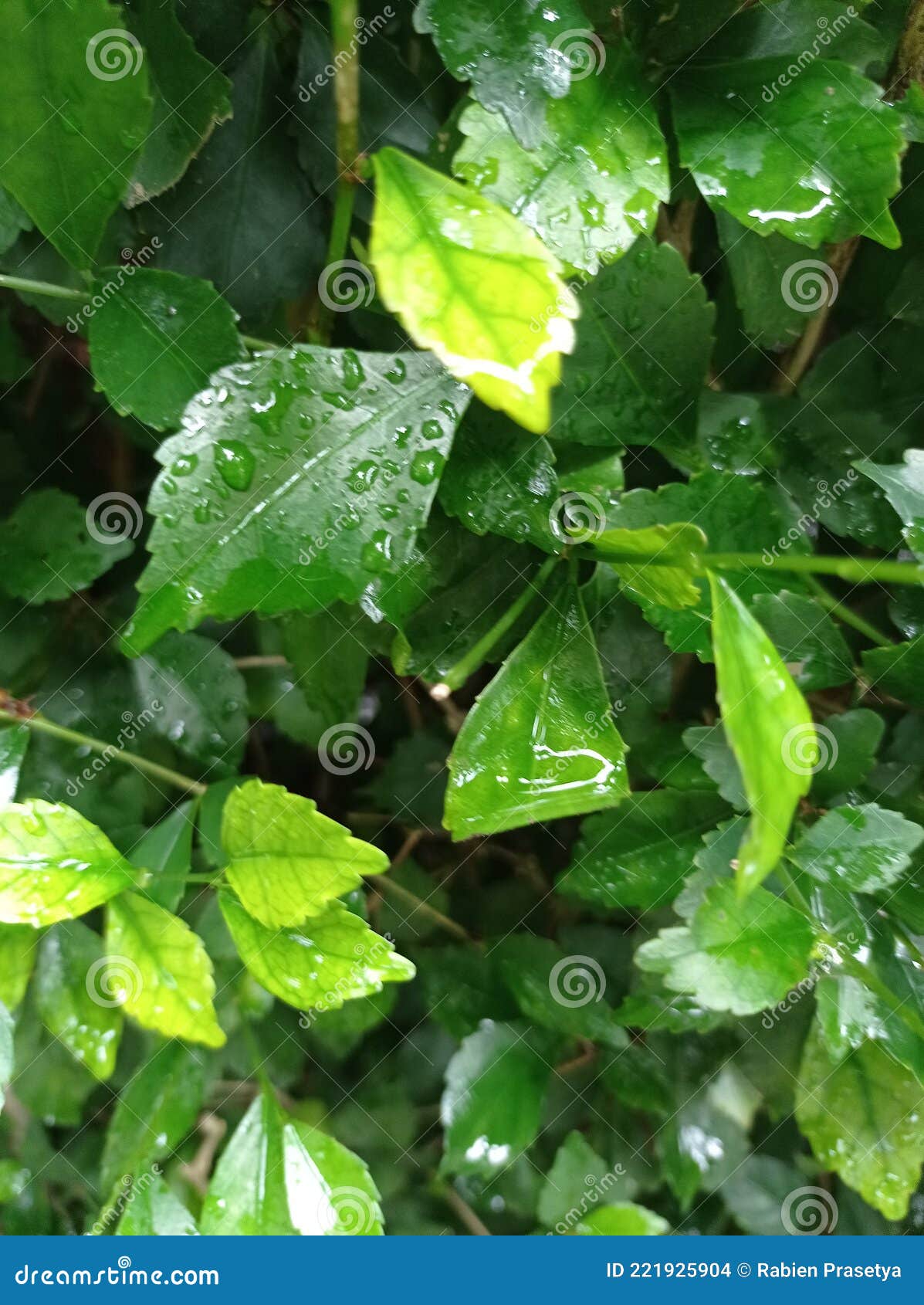 After Rain Vibes stock photo. Image of shrub, flower - 221925904