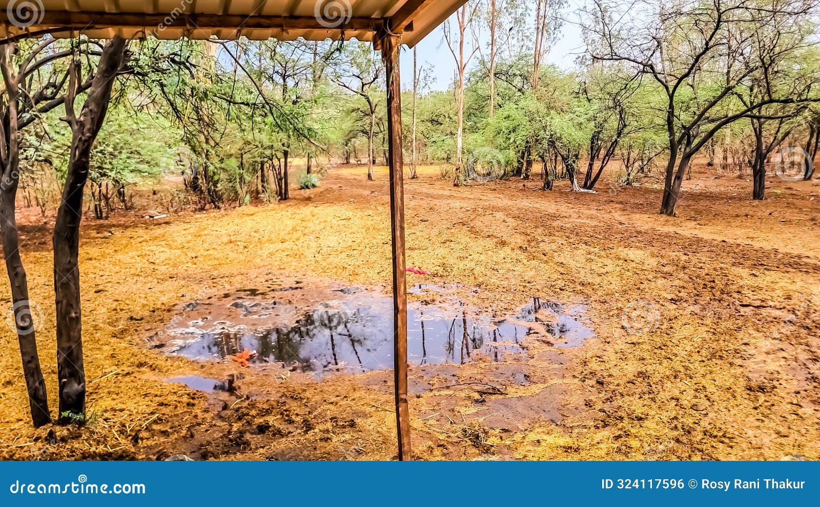 Rain Water Collected at One Place in the Forest. Stock Photo - Image of ...