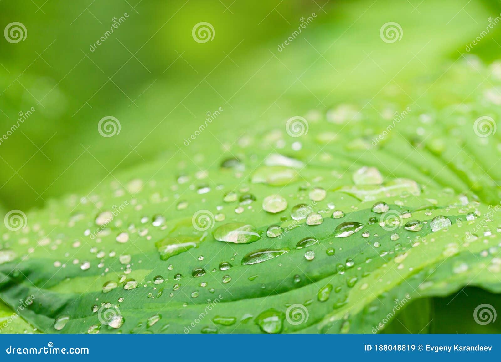Rain Water Dew Drops on Leaf Stock Image - Image of leaf, green: 188048819