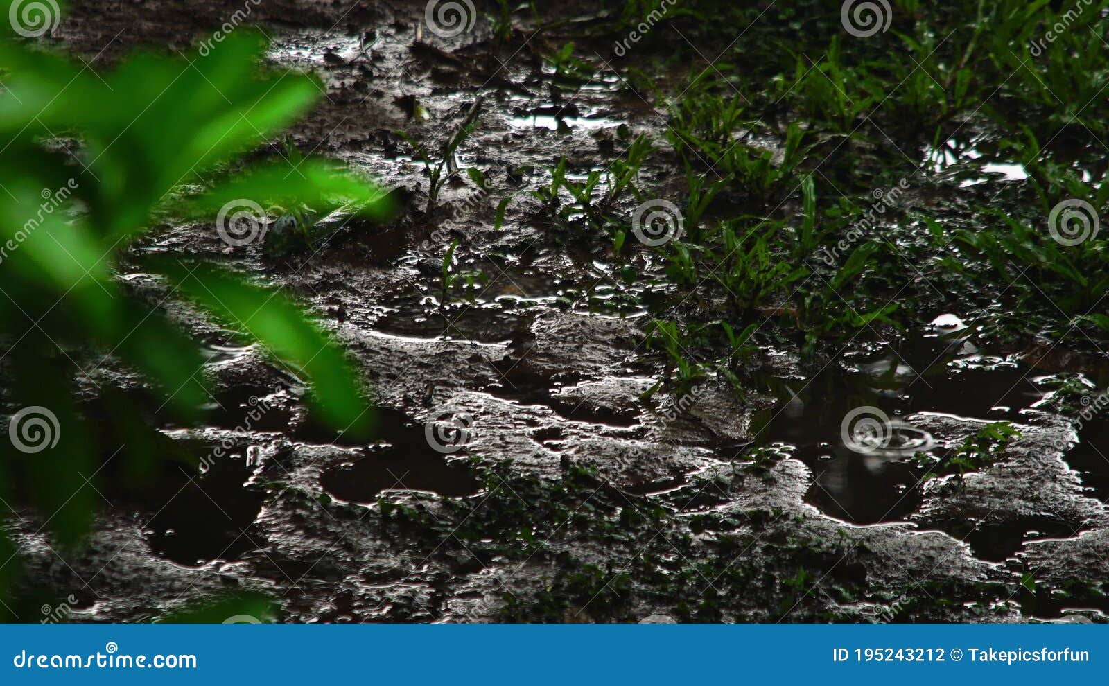 Rain Water Drop from the Tree after Raining. Stock Footage - Video of ...