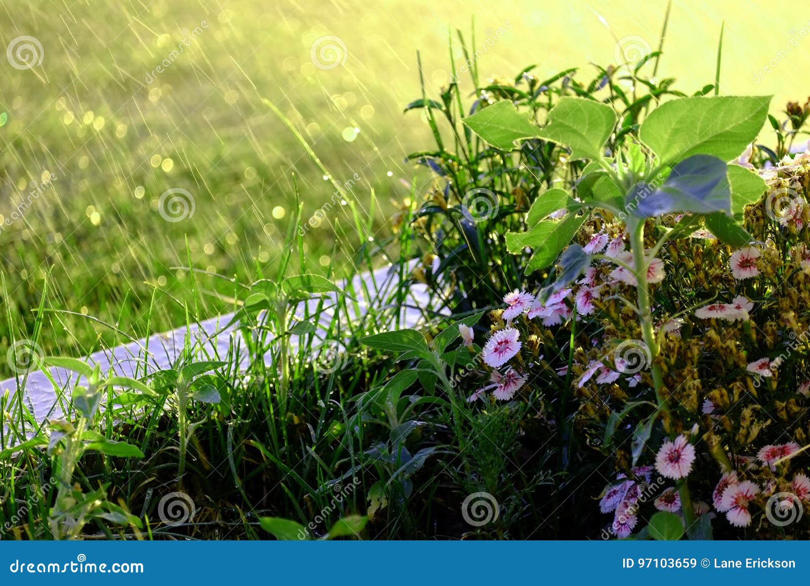 Rain Falling On Flowers