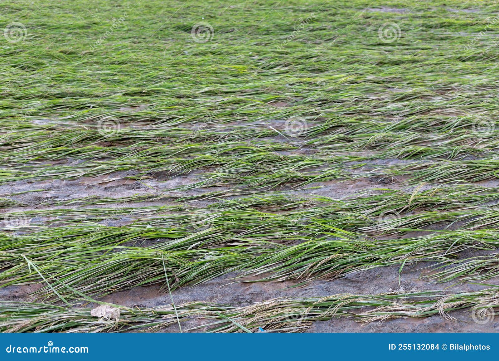 Rain Water and Flood Washout Rice Crop in the Fields Stock Photo ...