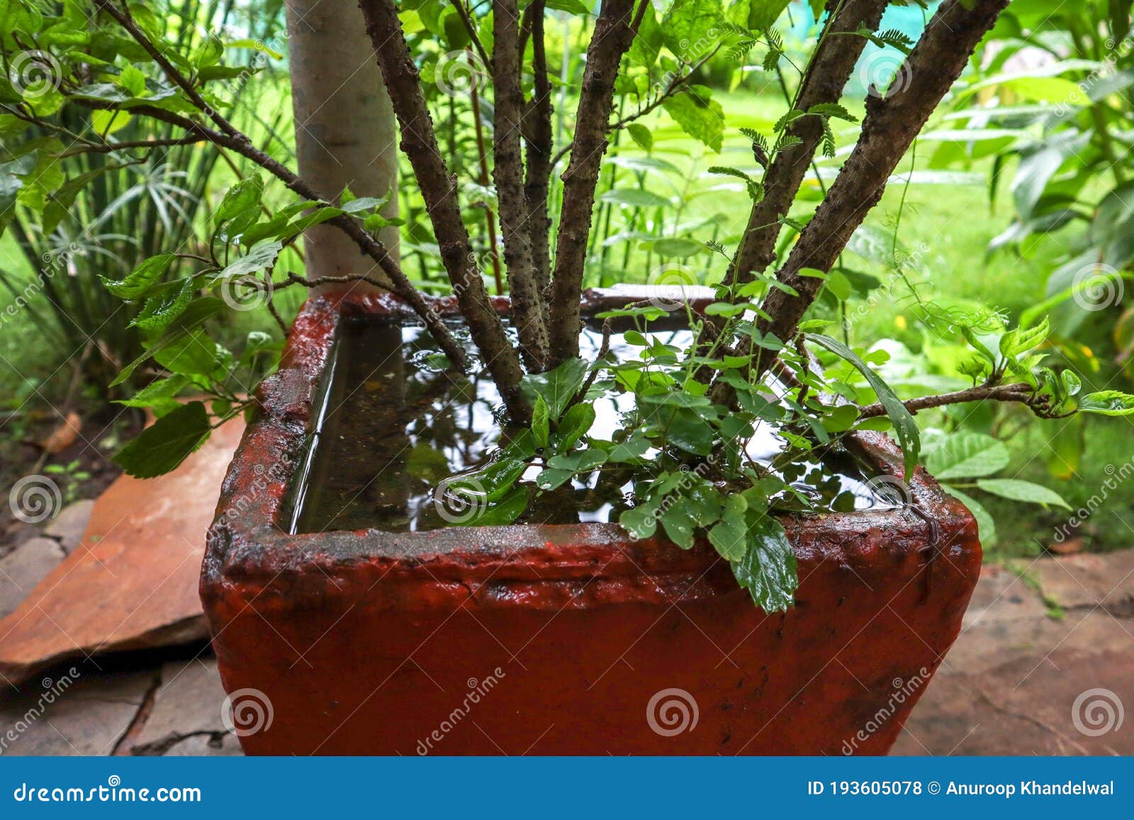Rain Water Overflow in Flowerpot in India. Heavy Rainfall in India ...