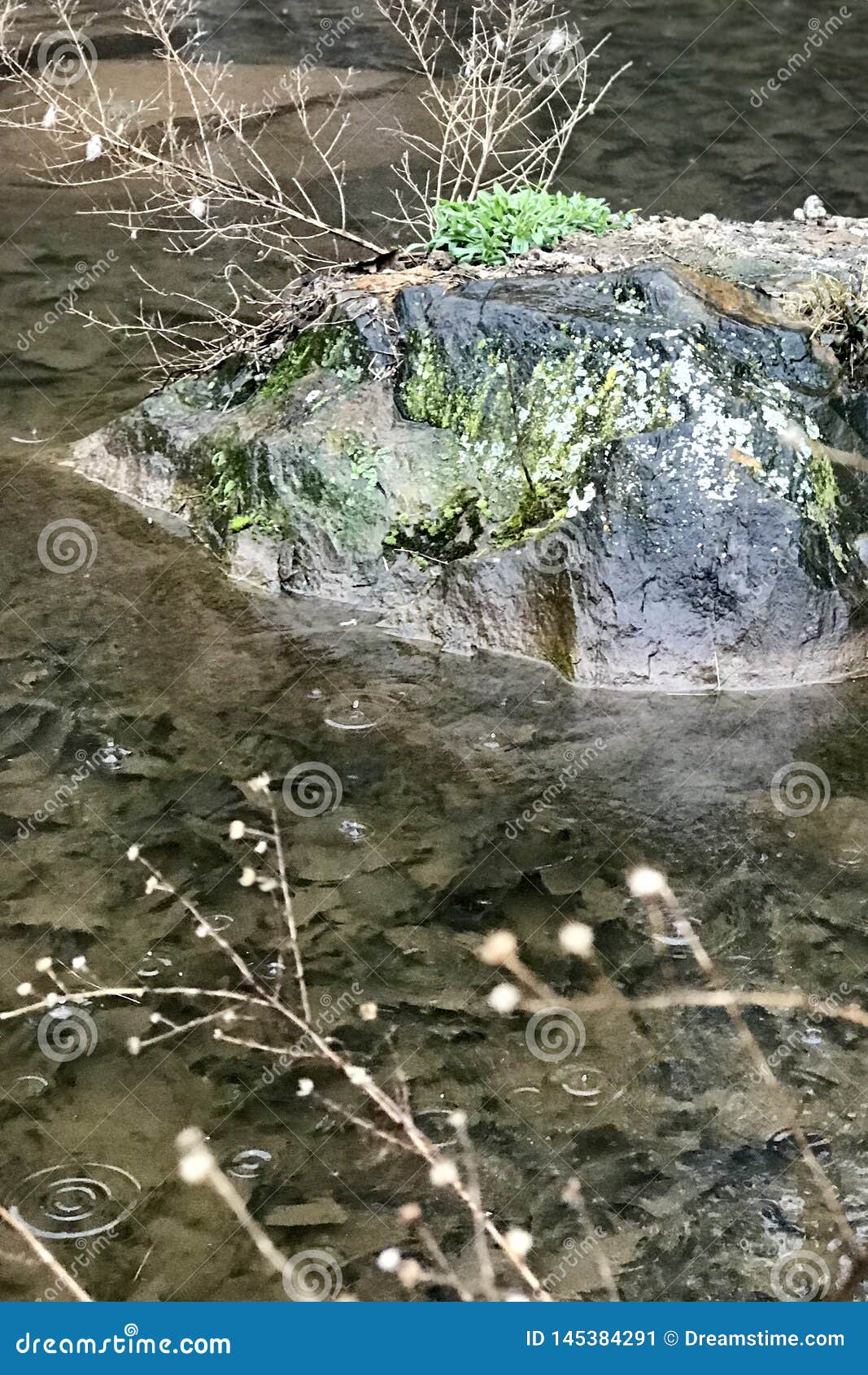 Rain on the water stock image. Image of rain, moss, pond - 145384291