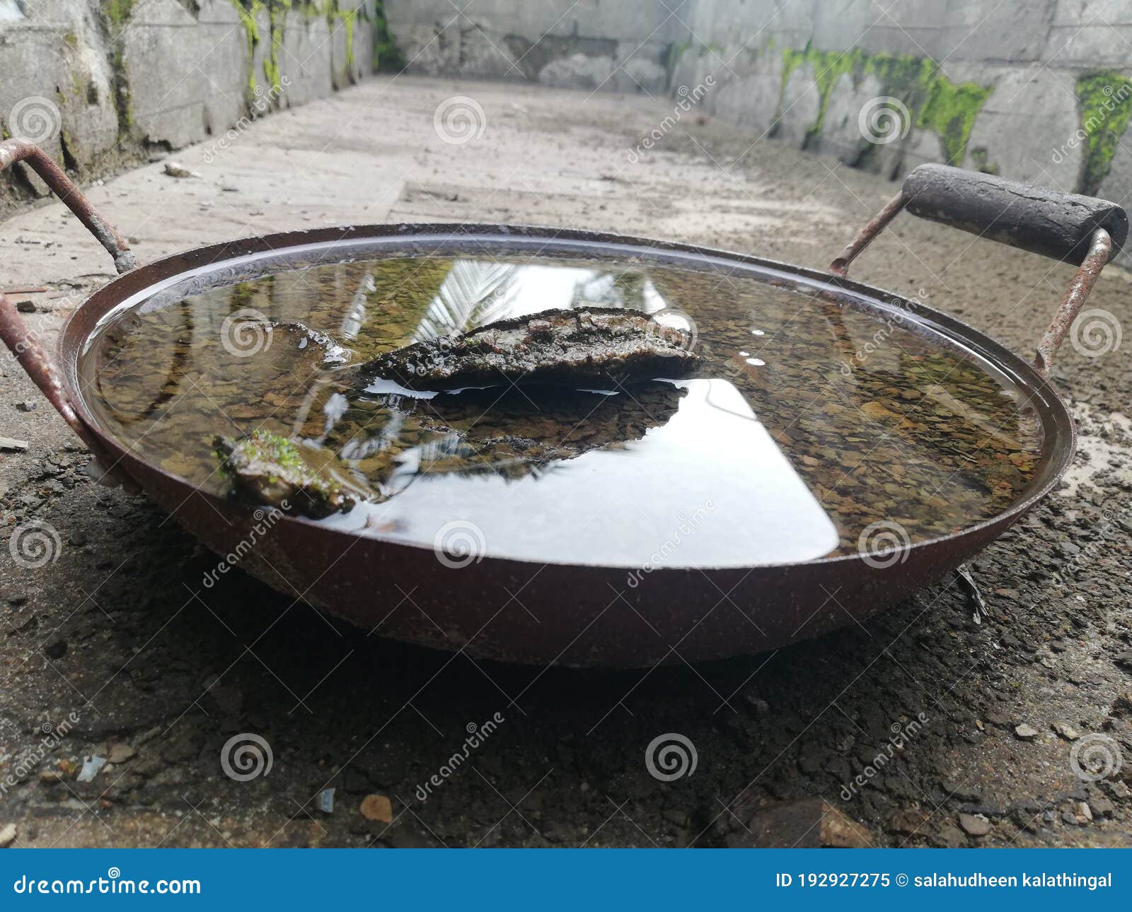 Rain water on the pot stock image. Image of walkway - 192927275