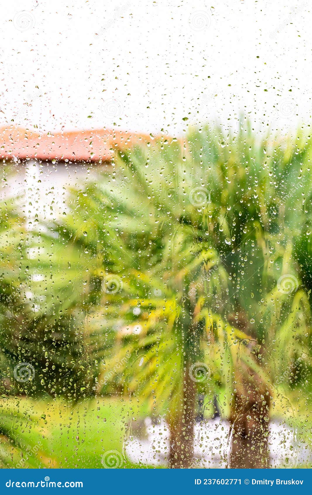 Rain wet glass palm tree stock image. Image of concept - 237602771