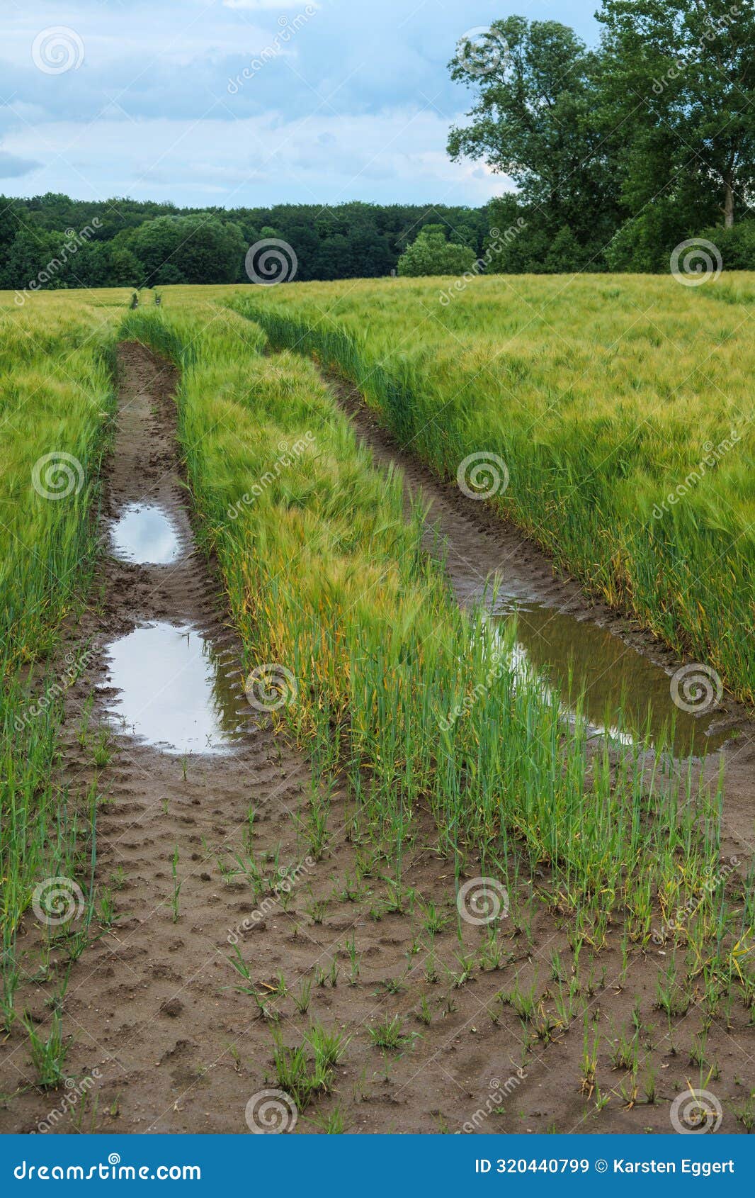 Rain-wet Ruts from Tractors in a Grain Field Stock Image - Image of ...