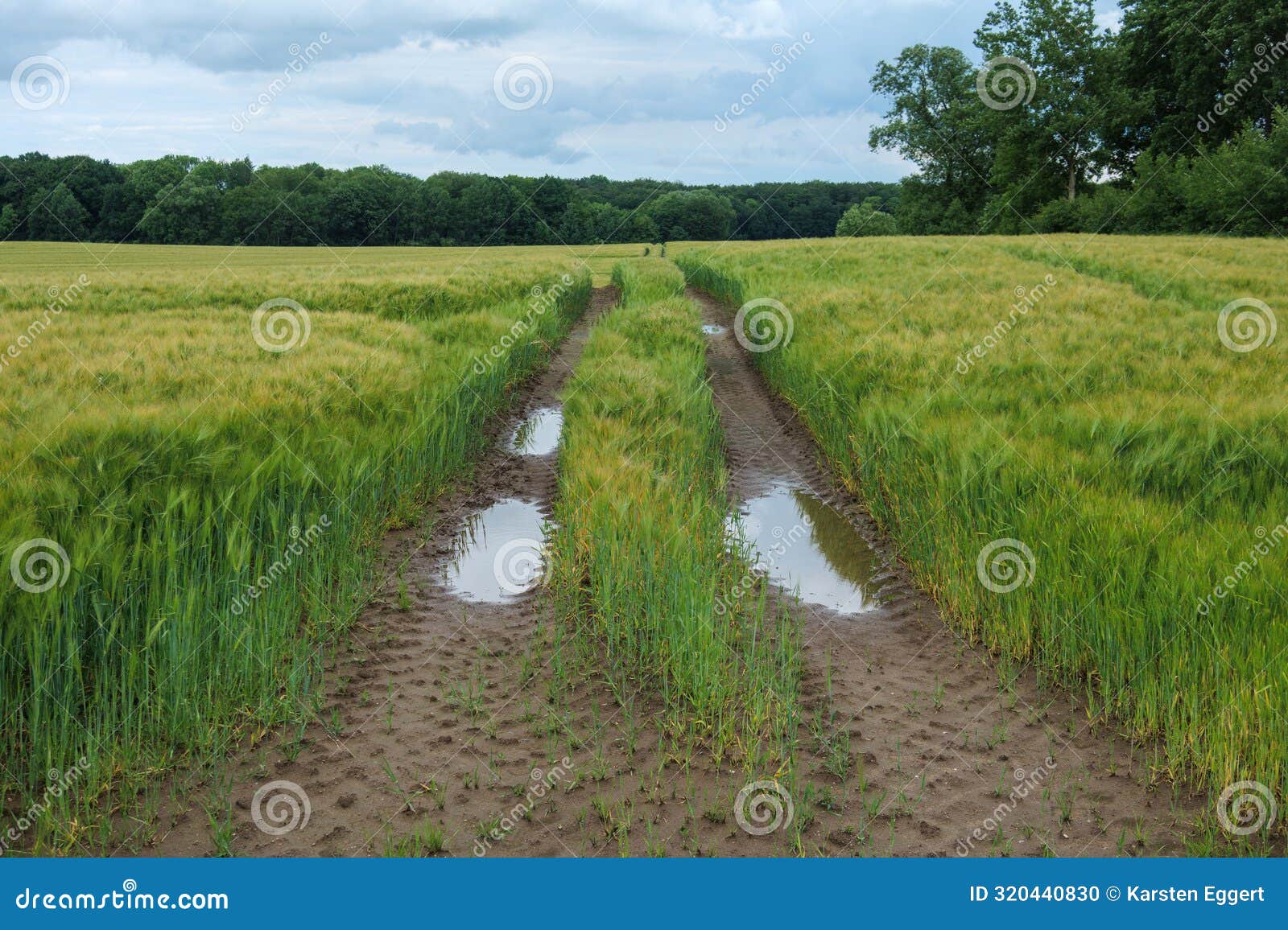Rain-wet Ruts from Tractors in a Grain Field Stock Photo - Image of ...