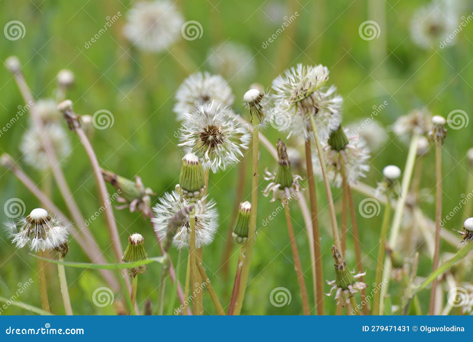 Rain Wet White Dandelions in a Meadow Stock Image - Image of round, white: 279471431