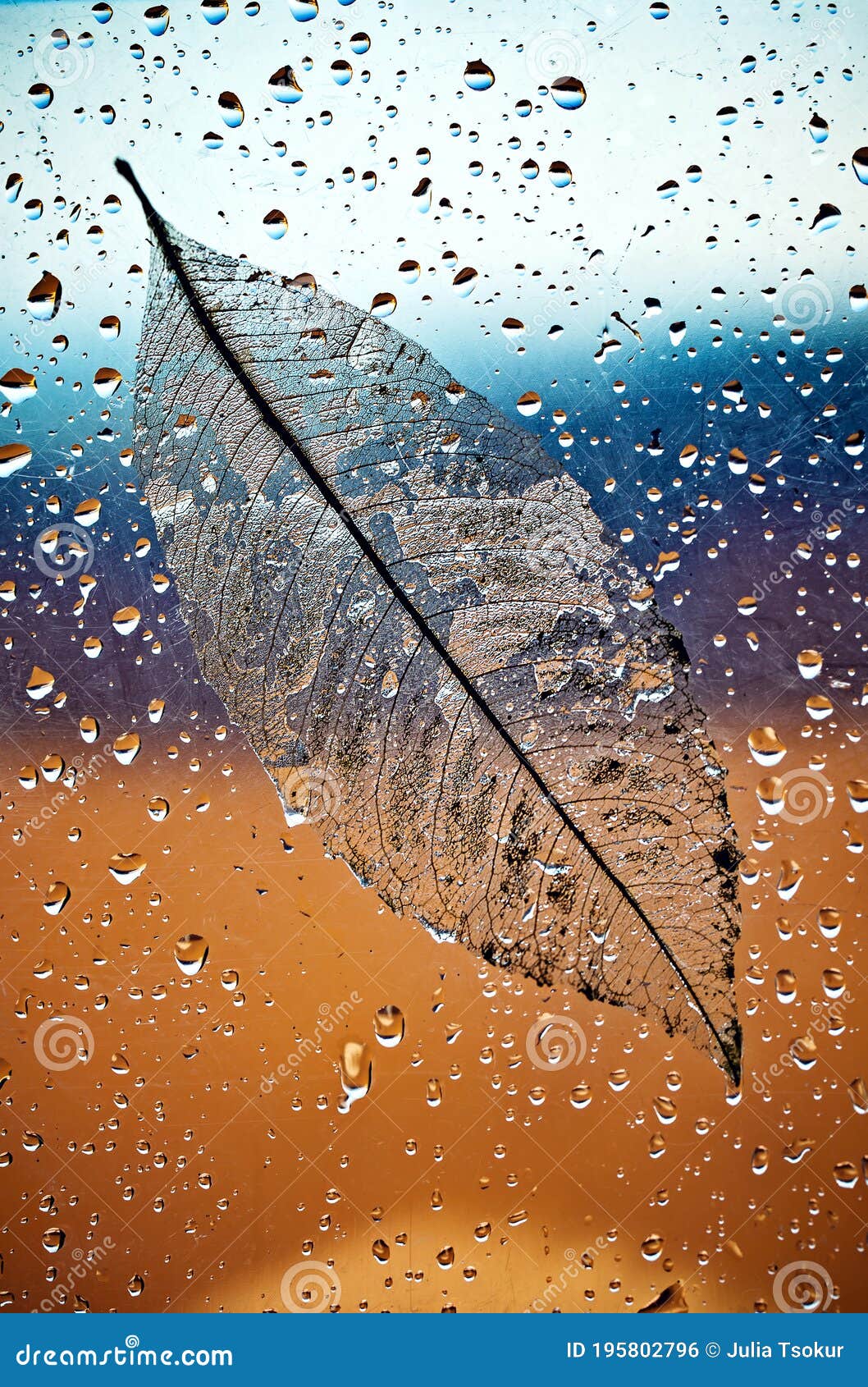 Water Drop Wallpapers Nature