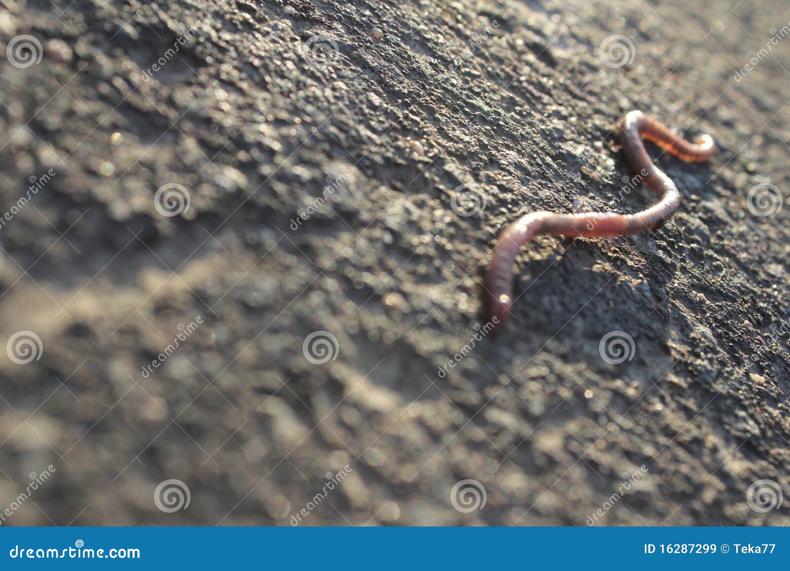 Rain worm stock image. Image of street, autum, nature - 16287299