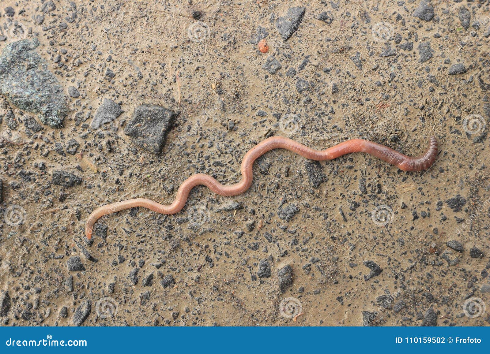Rain worm stock photo. Image of zoology, fauna, earthworm - 110159502