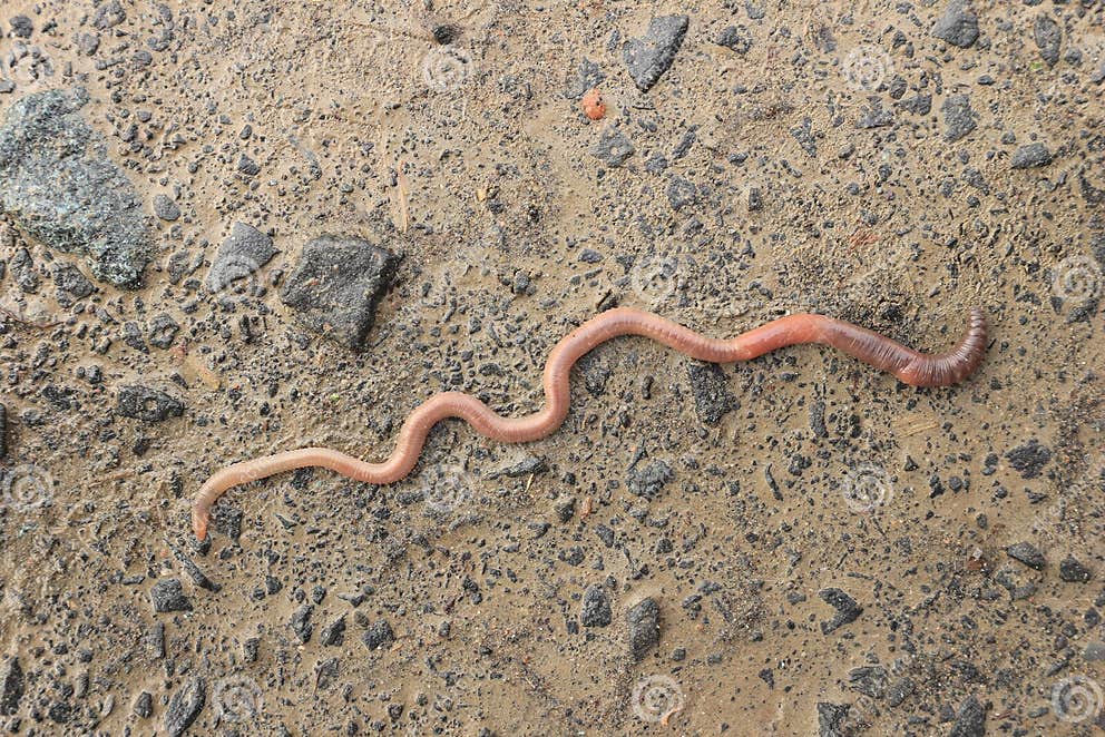 Rain worm stock photo. Image of zoology, fauna, earthworm - 110159502