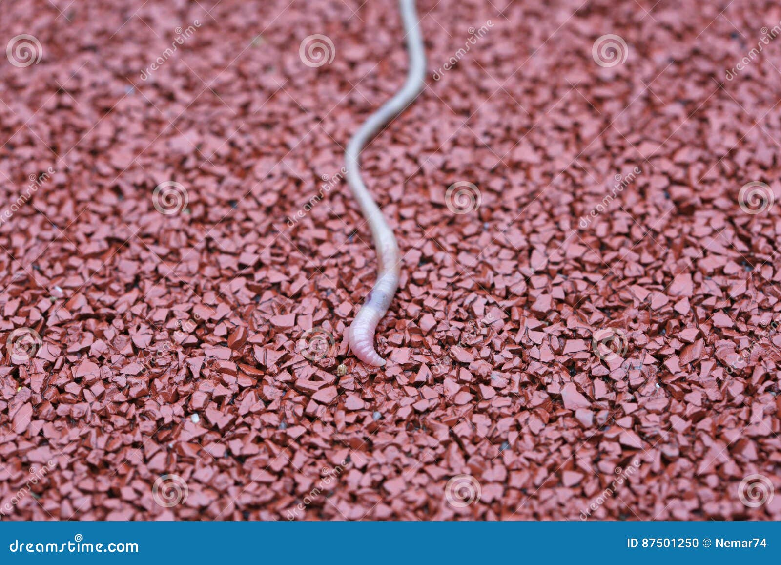 Rain Worm Stock Photography | CartoonDealer.com #10936568