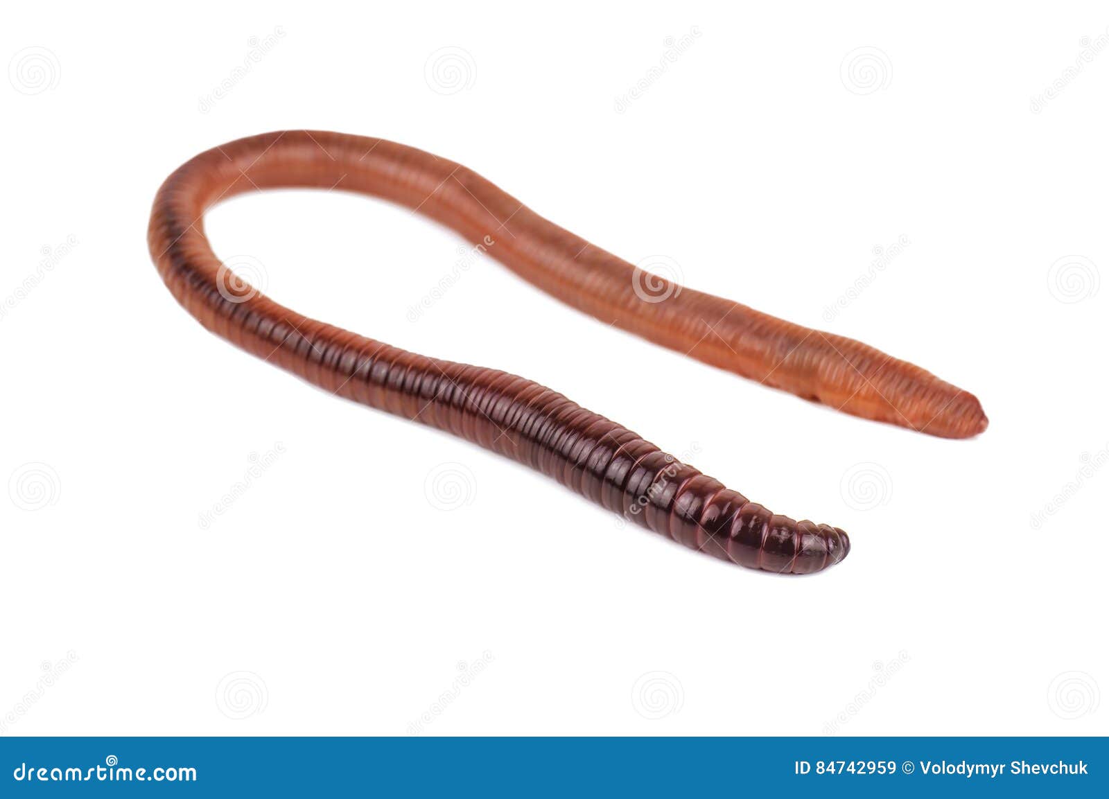 Rain worm on white stock image. Image of bait, slimy - 84742959