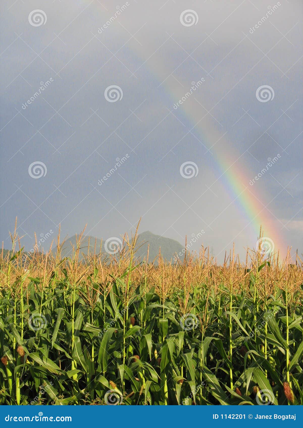 Rainbow stock image. Image of corn, hills, peace, colors - 1142201
