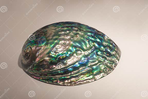 Rainbow Abalone shell stock image. Image of paua, purple - 347562579