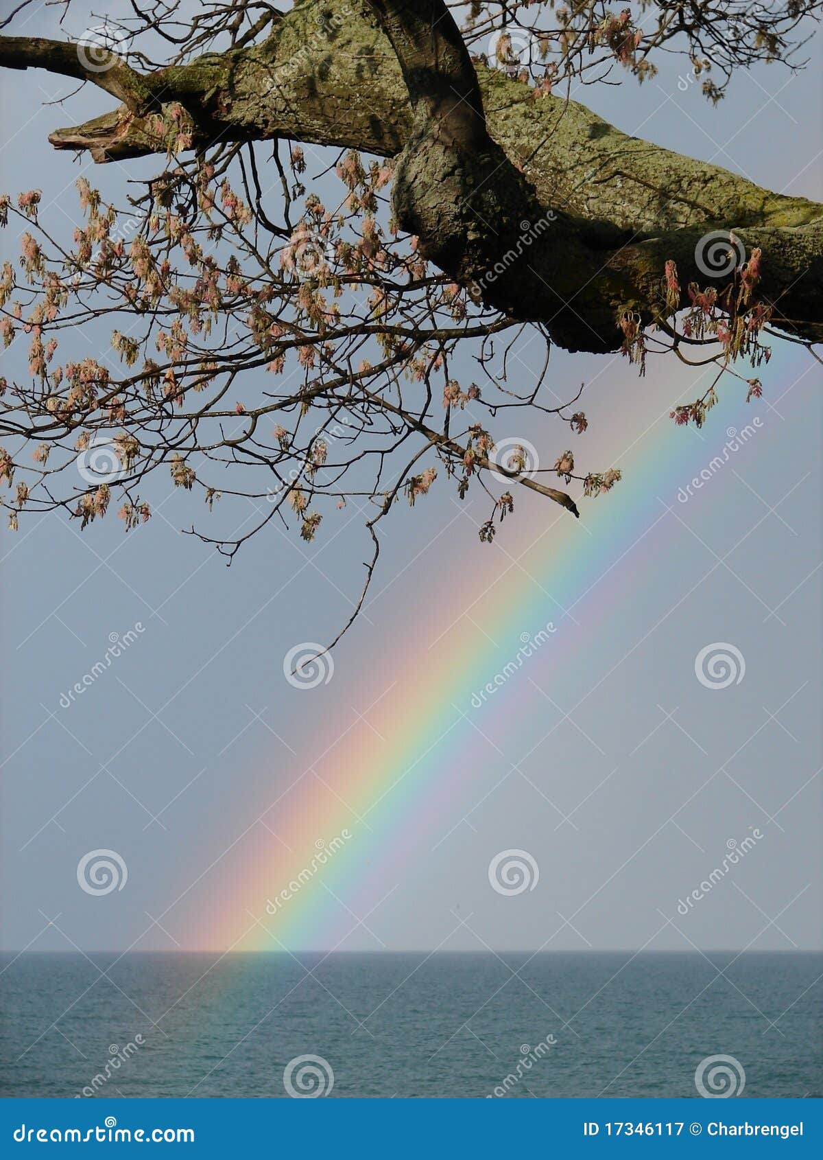 Rainbow Above Lake Michigan Stock Image - Image of tree, water: 17346117