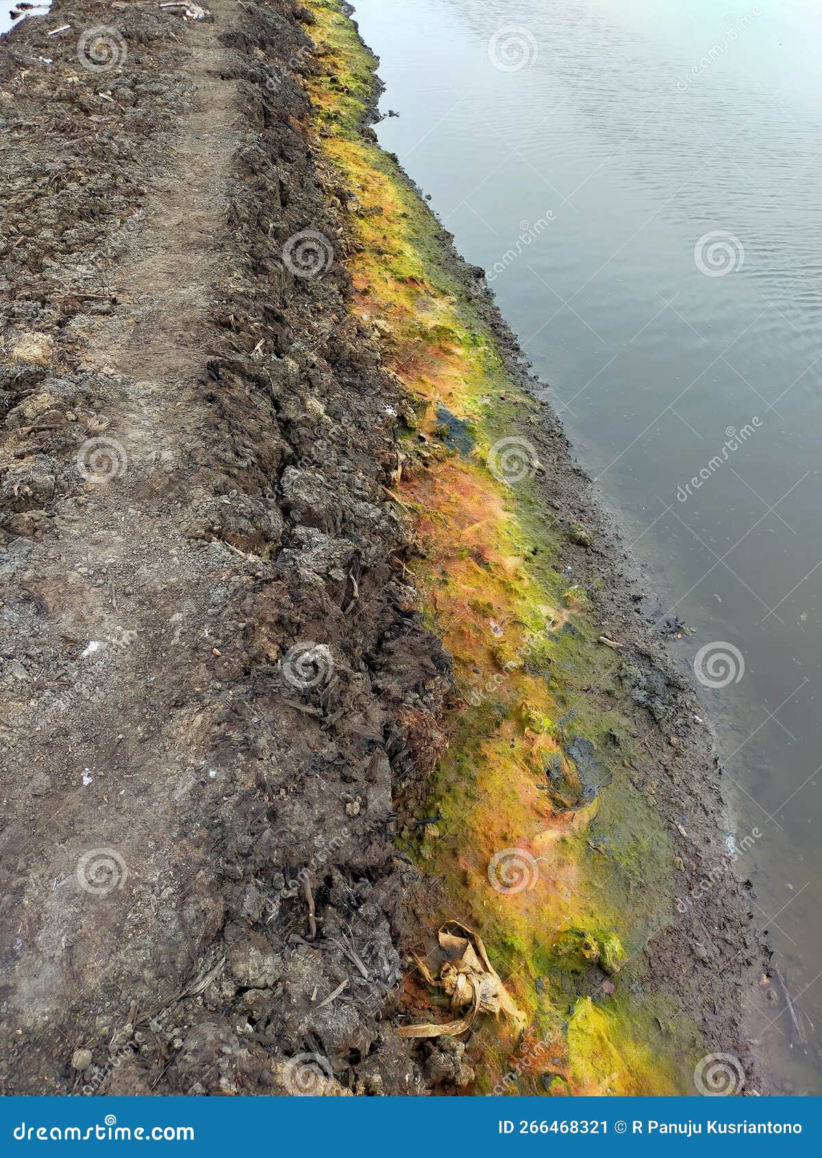 Rainbow Algae from Shrimp Pond Stock Image - Image of river, rainbow ...