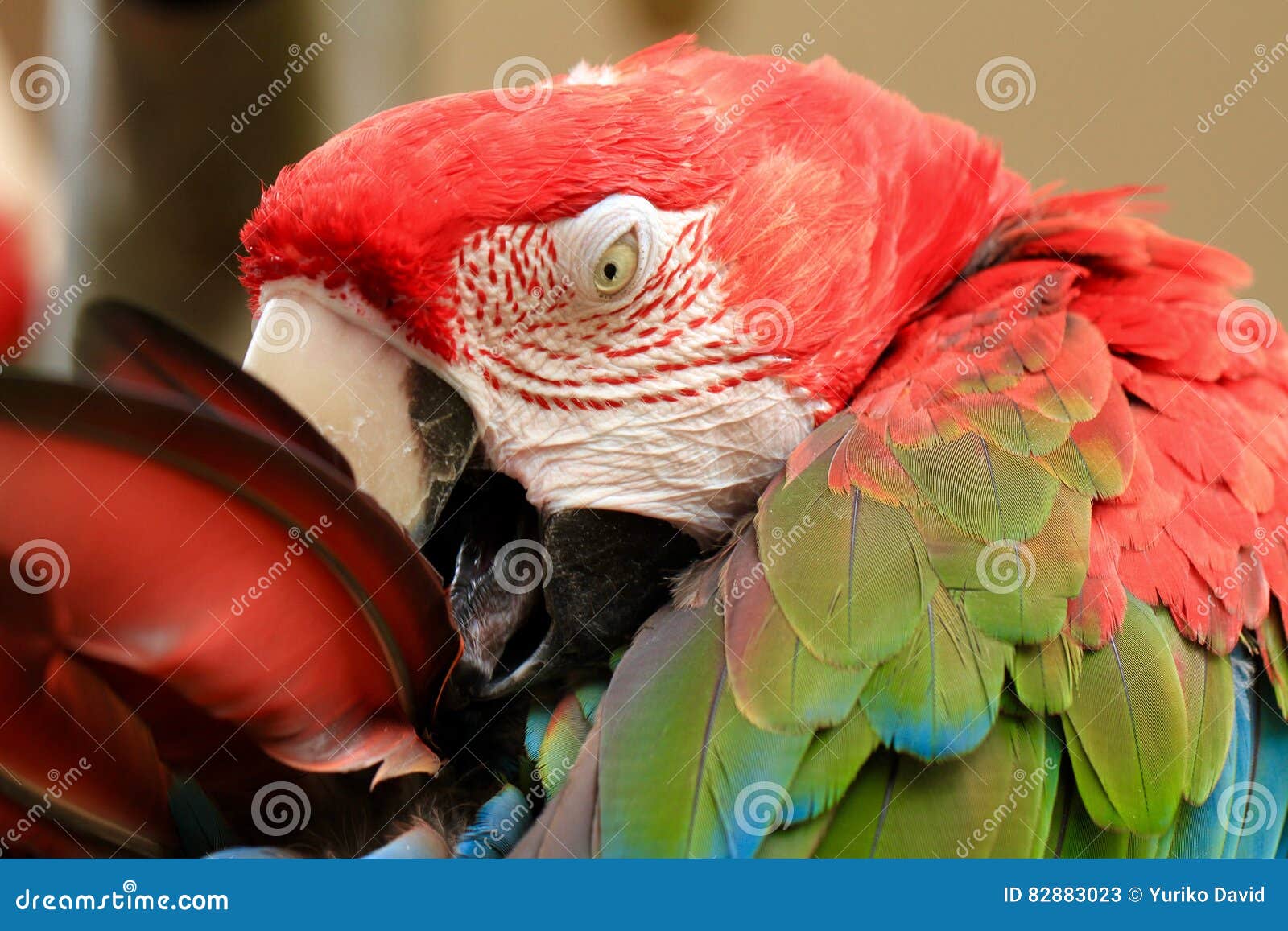 Rainbow Amazon Parrot, Macaw Parrot Stock Image - Image of amazon, beak ...