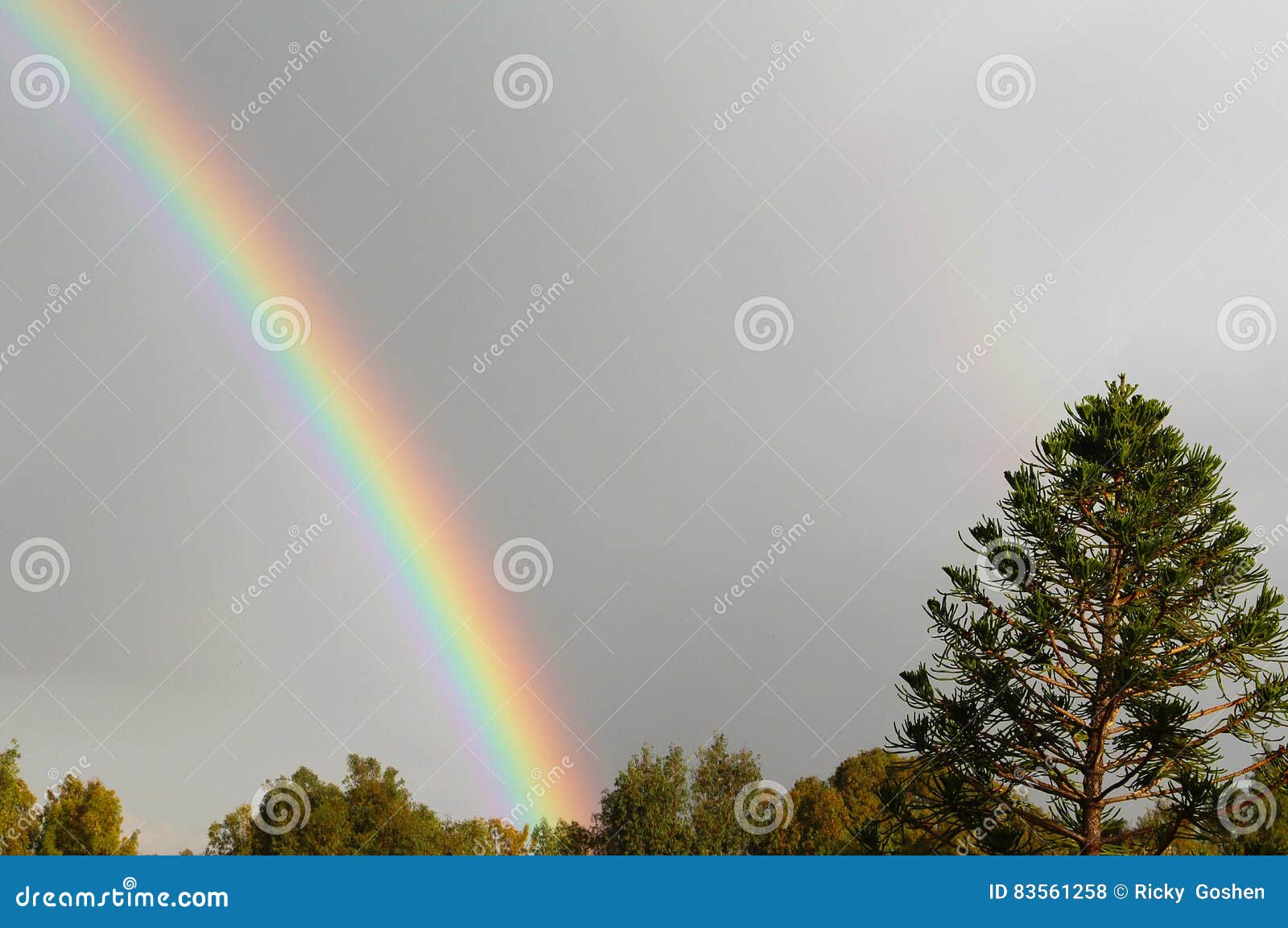 Araucaria Heterophylla | Araucaria Nemorosa De Laub, Dry Plant. Stock ...