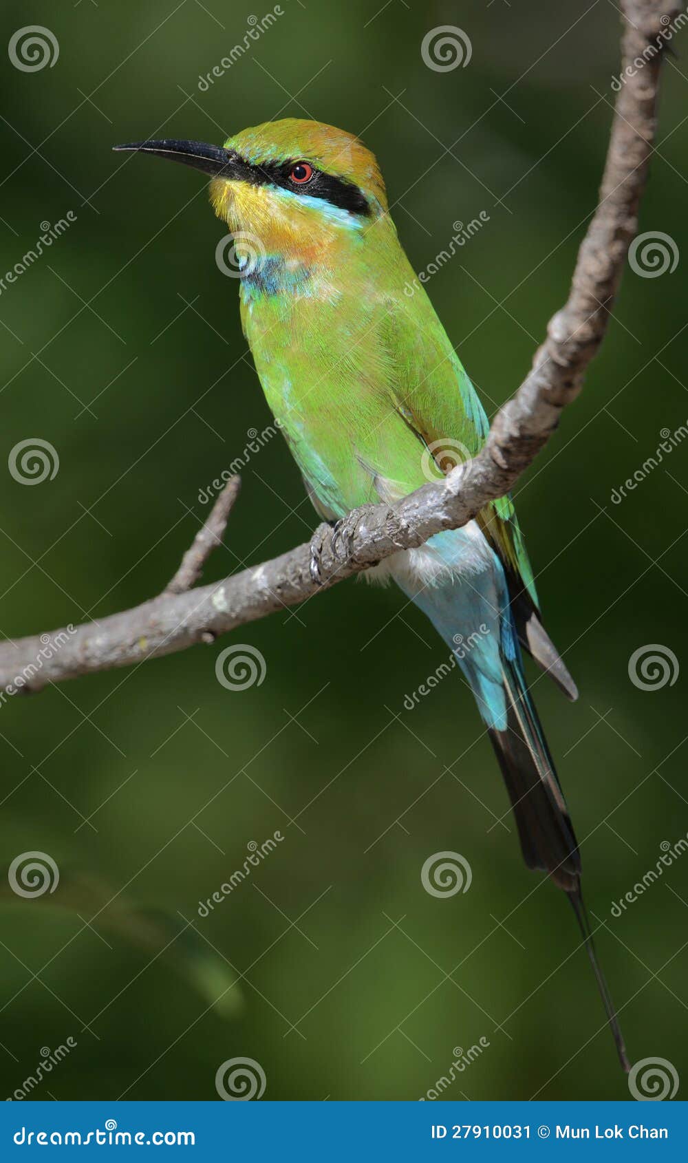 Rainbow bee-eater stock image. Image of rainbow, wildlife - 27910031