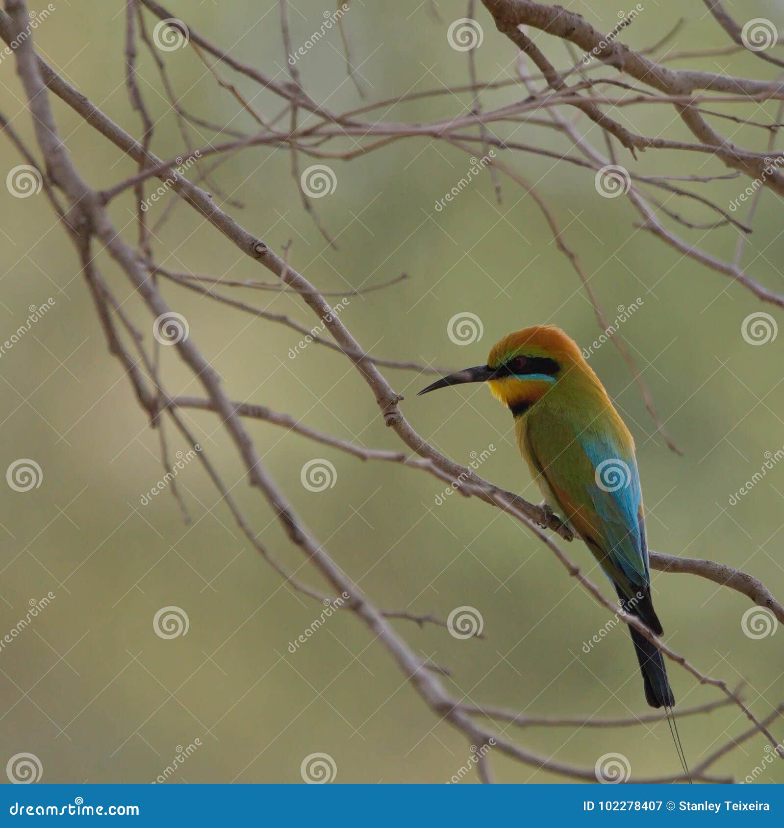 Rainbow bee eater stock image. Image of bird, feathers - 102278407