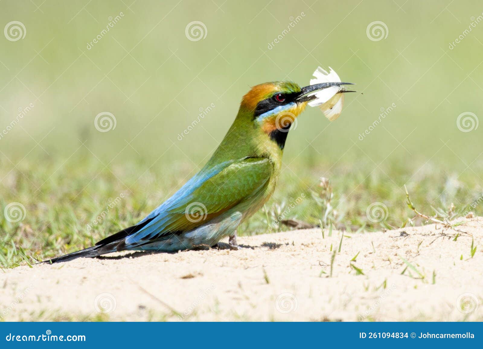 Rainbow bee eaters. stock photo. Image of feeding, nest - 261094834