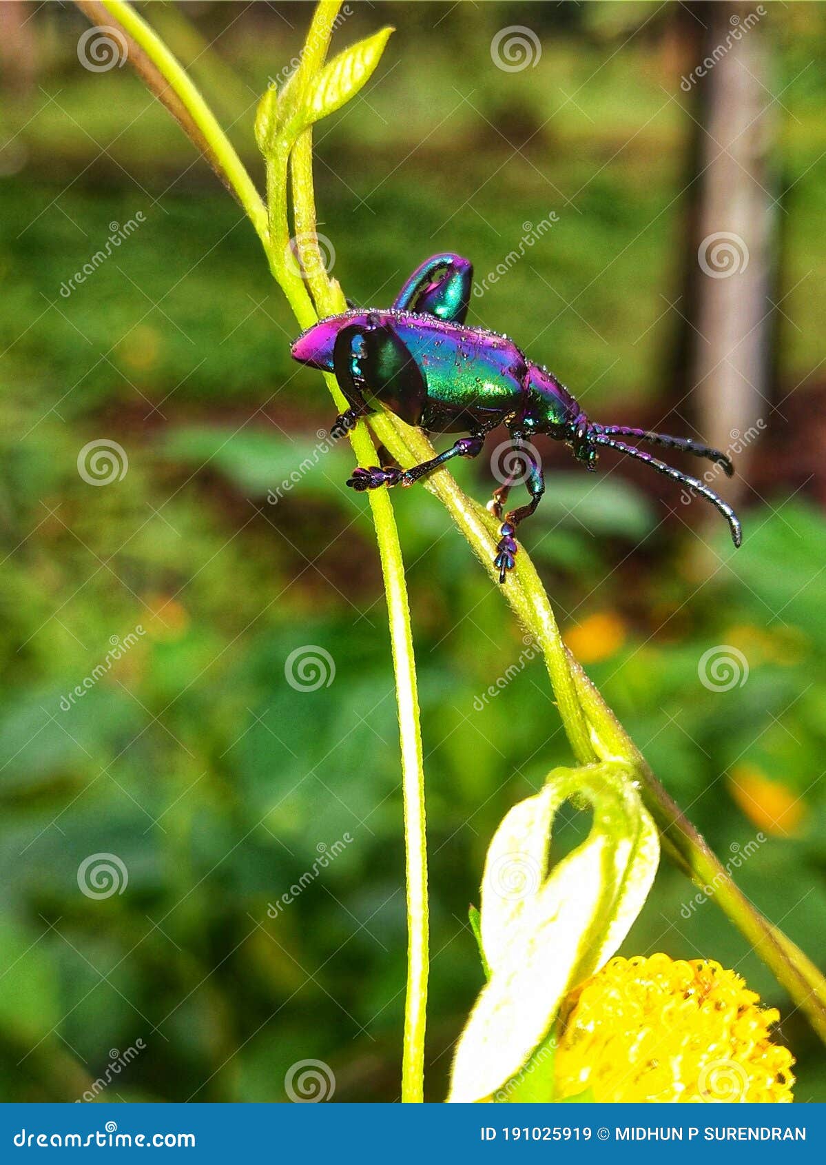 Rainbow Beetle stock image. Image of click, wild, beetle - 191025919