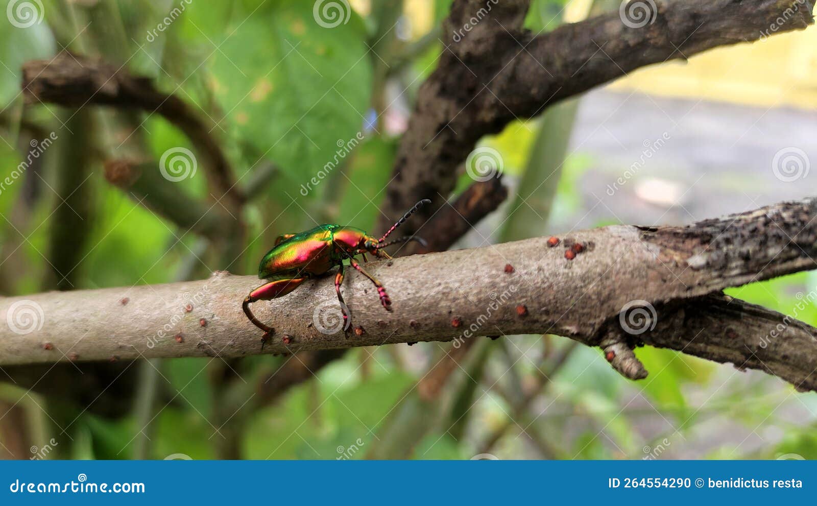 Rainbow Beetles Isolated On White. Different Color Forms Stag Beetles ...