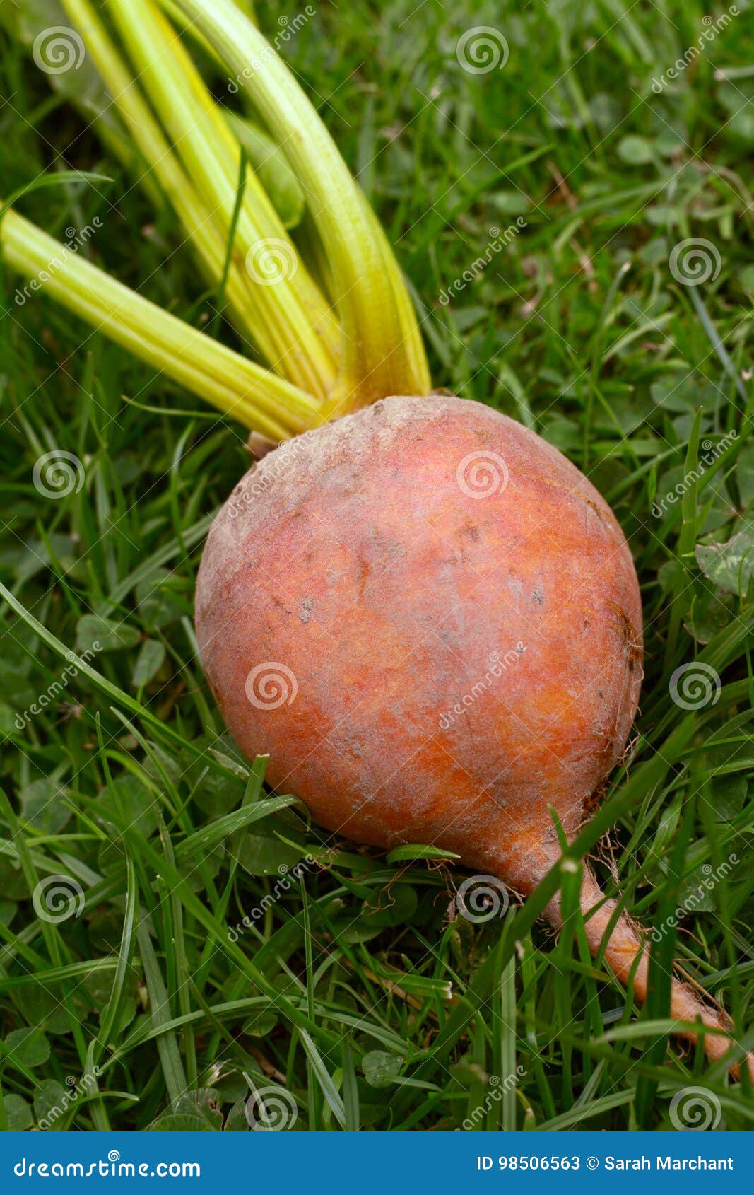 Rainbow Beetroot with Orange Flesh Stock Image - Image of allotment ...