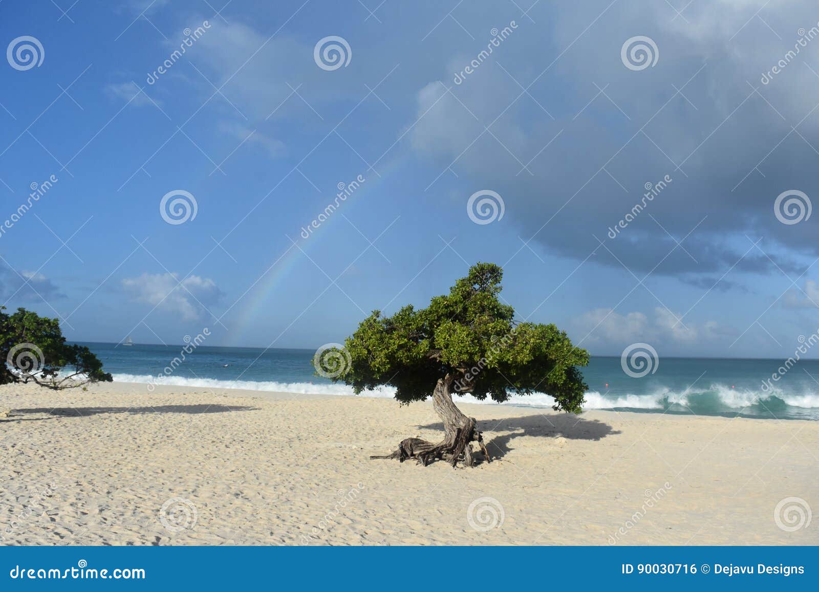 Rainbow Behind the Iconic Divi Divi Tree in Aruba Stock Photo - Image ...