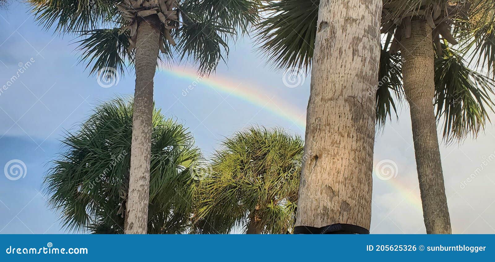 Rainbow Behind Palm Trees at the Beach in Florida Stock Photo - Image ...