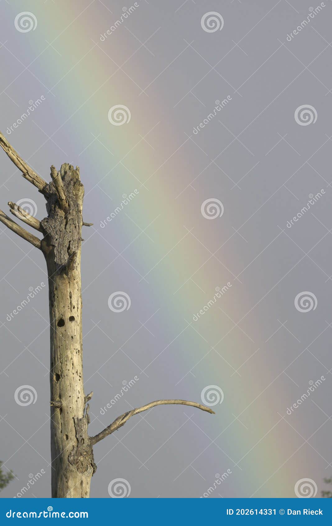 Rainbow Behind Pine Tree Snag Stock Image - Image of reflection, snag ...
