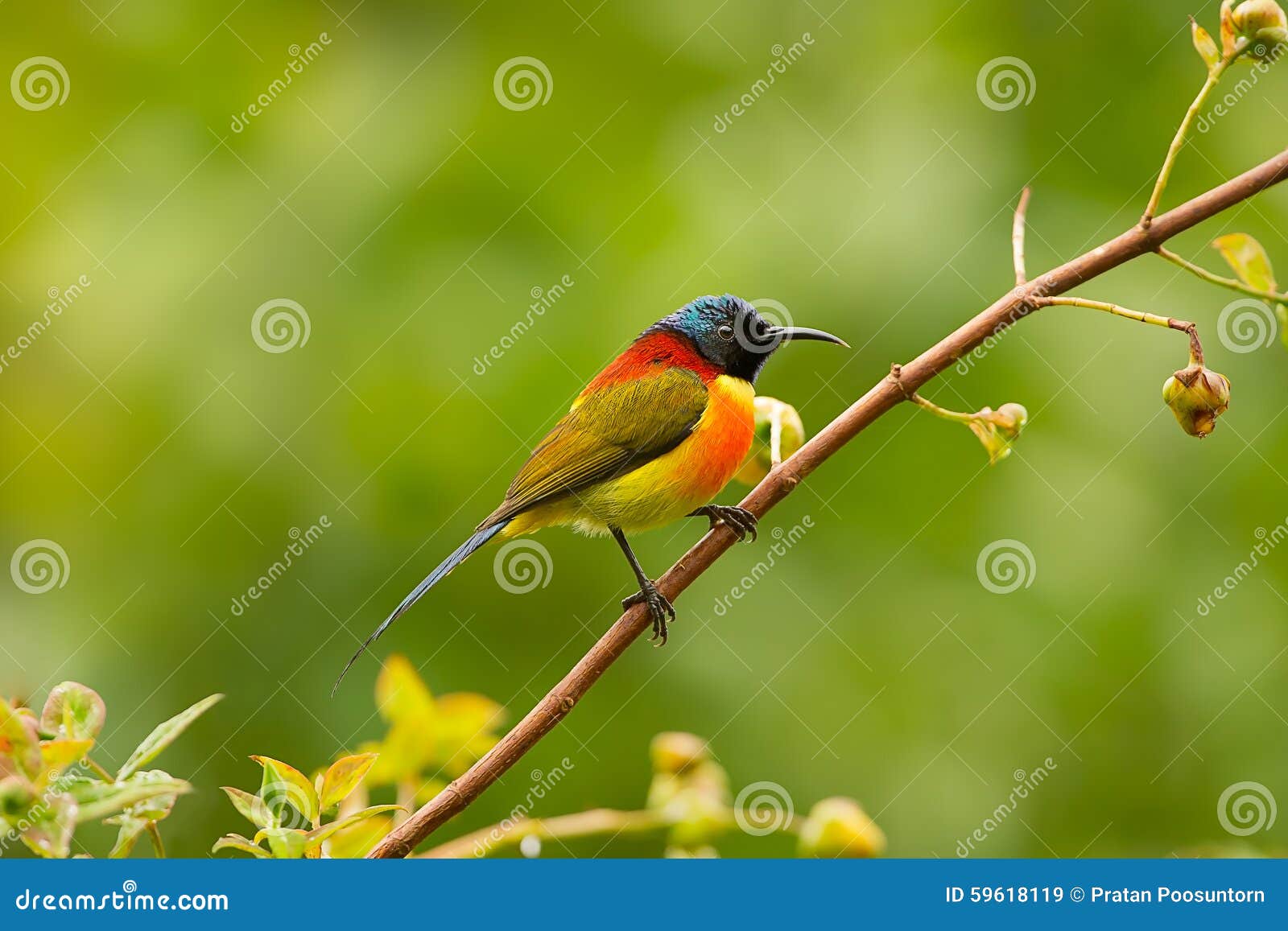 Rainbow Bird stock image. Image of yellow, ground, aethopyga - 59618119
