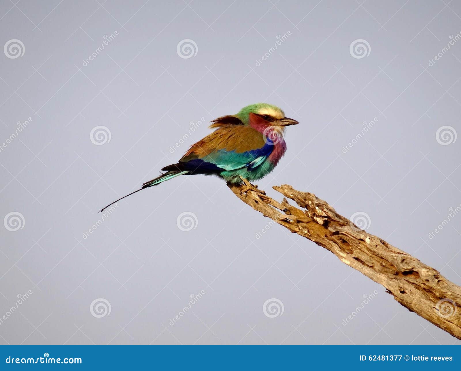Rainbow Bird Royalty-Free Stock Photography | CartoonDealer.com #62481377