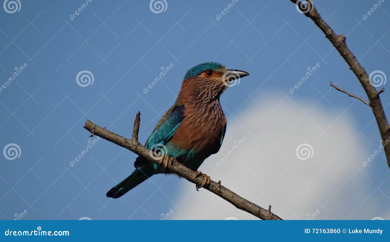 Rainbow Bird Royalty-Free Stock Photography | CartoonDealer.com #62481377