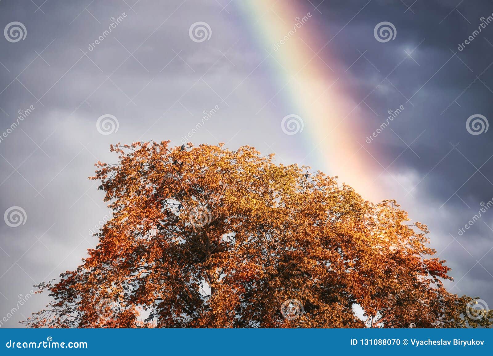 Rainbow and Birds on the Tree Stock Photo - Image of rain, cloud: 131088070