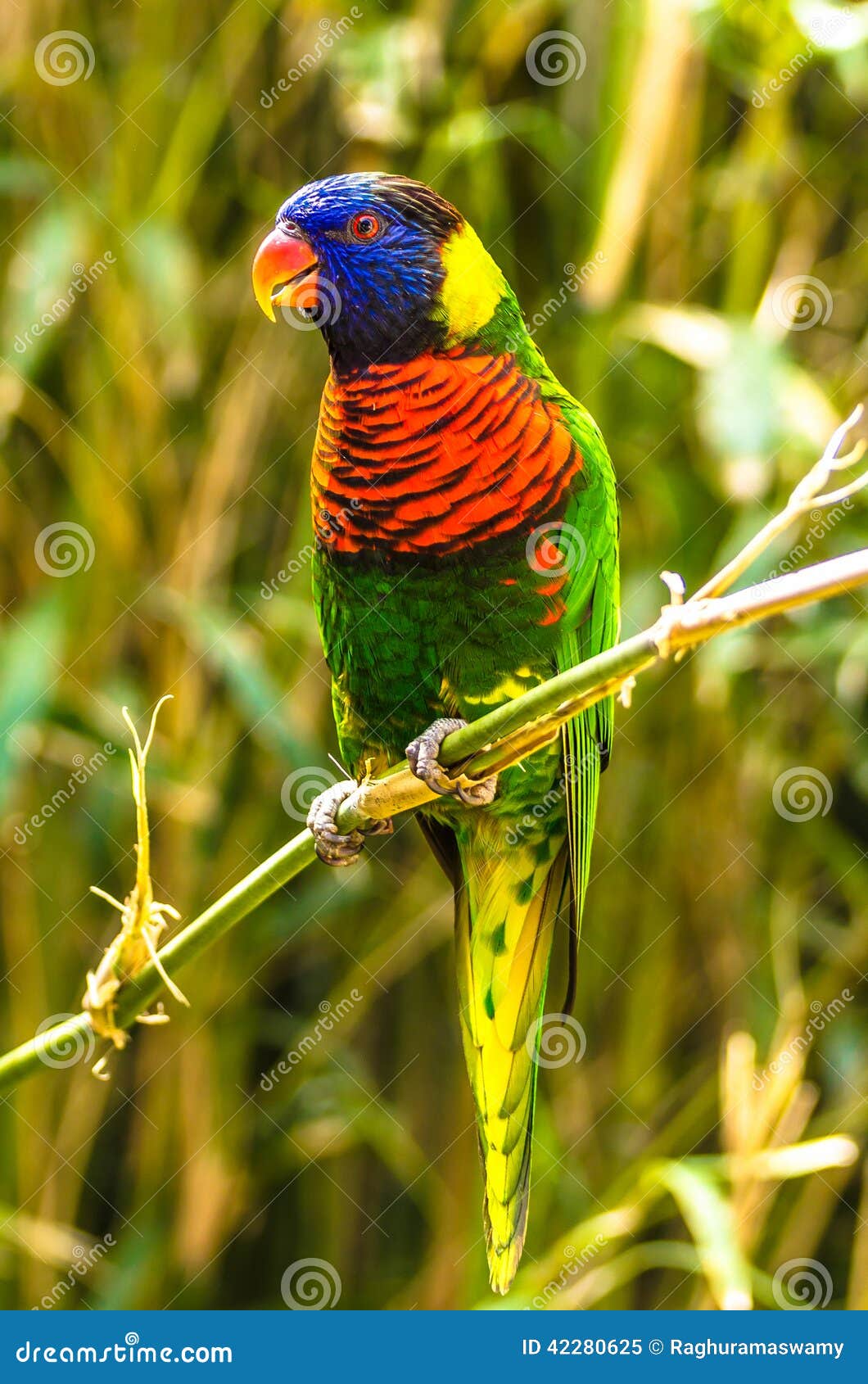 Rainbow On Blue Sky Background Royalty-Free Stock Image | CartoonDealer ...