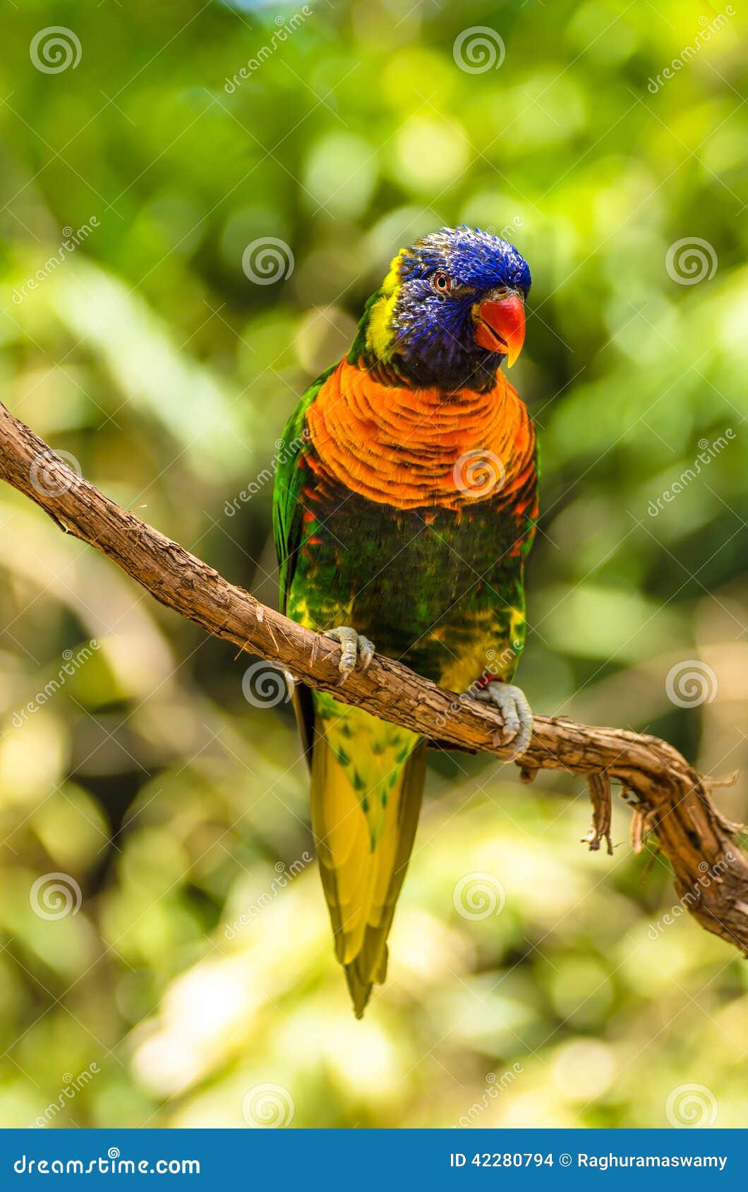 Rainbow Blue parakeet stock photo. Image of animals, feather - 42280794