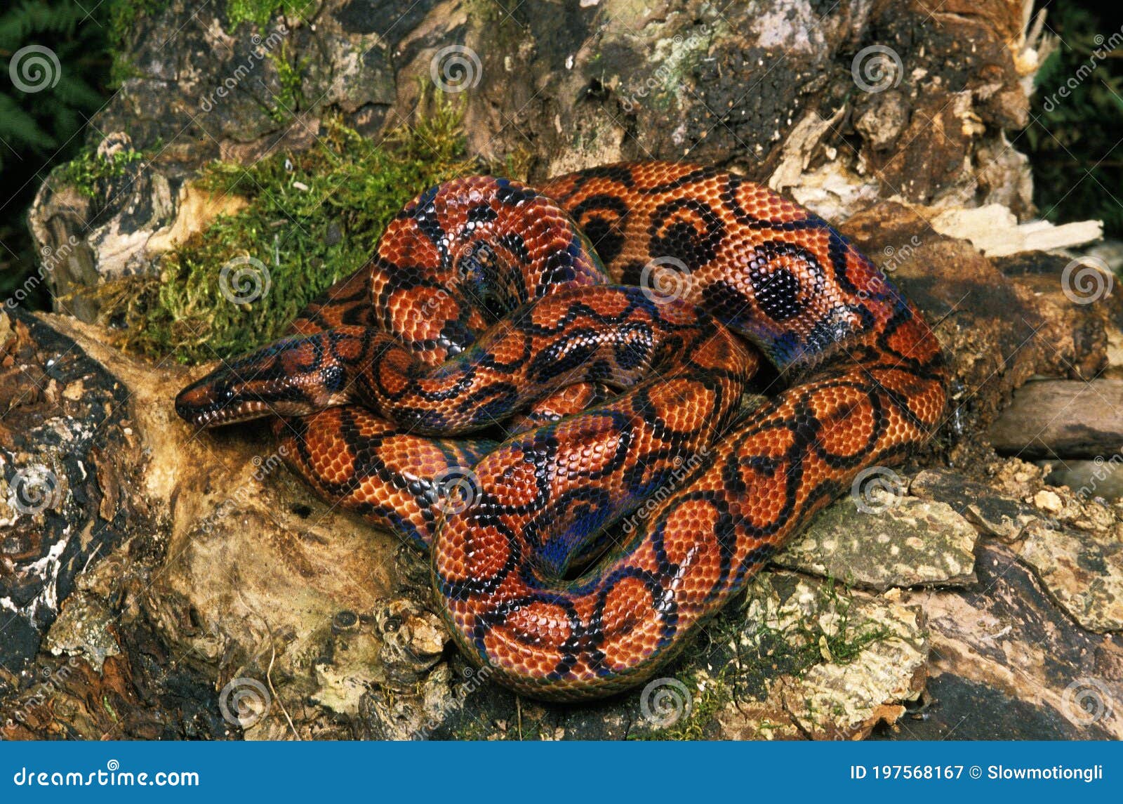 RainBow Boa, Epicrates Cenchria Stock Image - Image of south, spotted ...