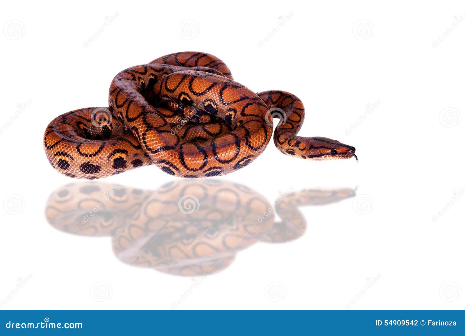 The Rainbow Boa or Slender Boa on White Stock Photo - Image of genetic ...