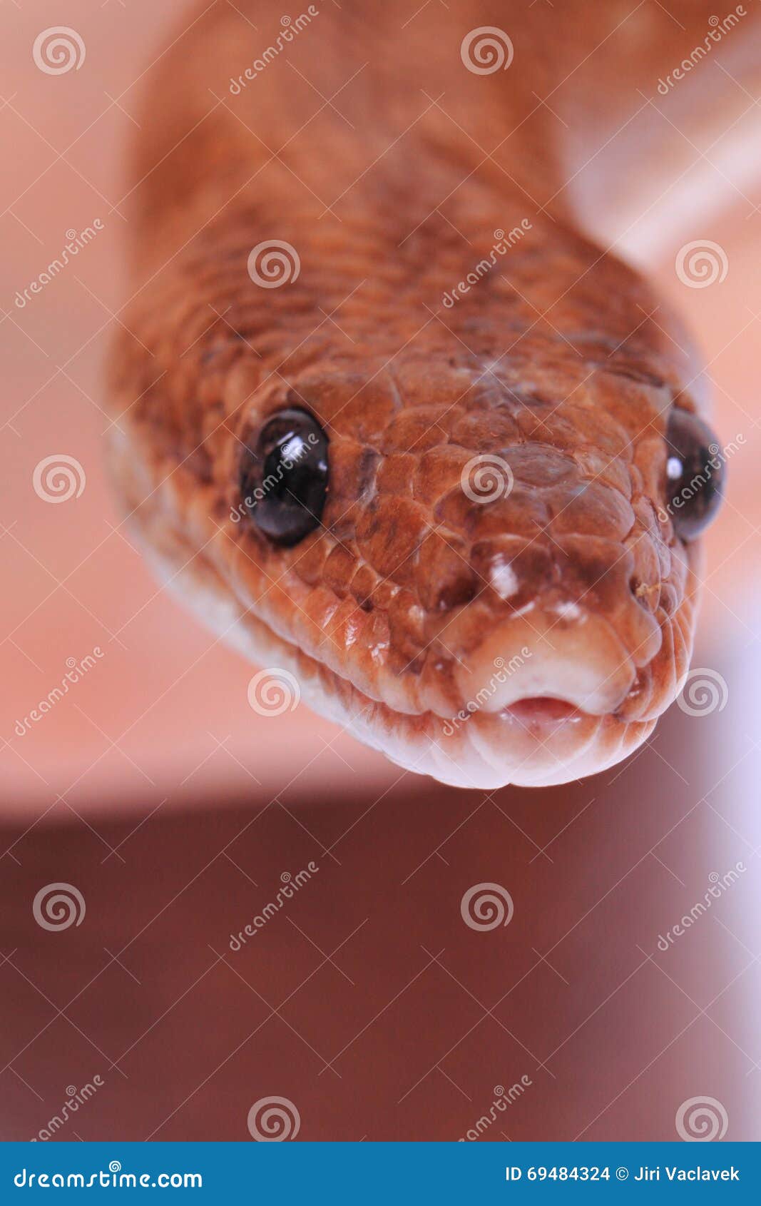 Rainbow boa snake stock photo. Image of epicrates, species - 69484324