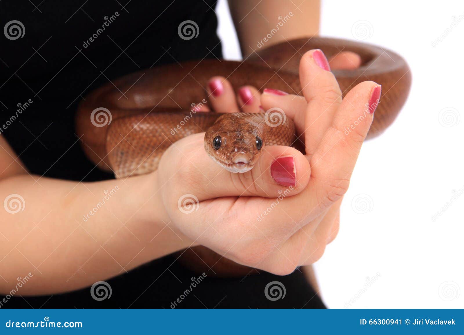 Rainbow Boa Snake and Human Hands Stock Image - Image of animal ...