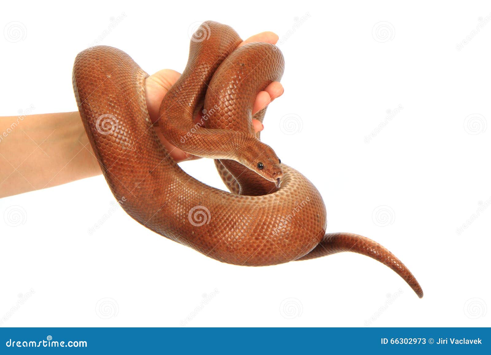 Rainbow boa snake stock image. Image of dangerous, genetic - 66302973