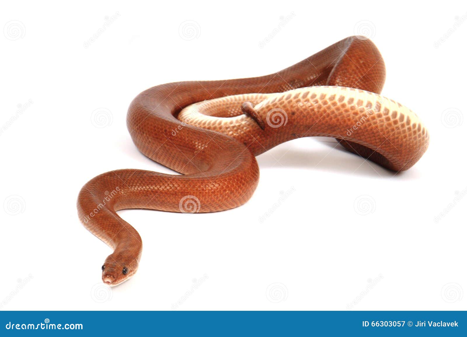 Rainbow boa snake stock image. Image of predator, species - 66303057