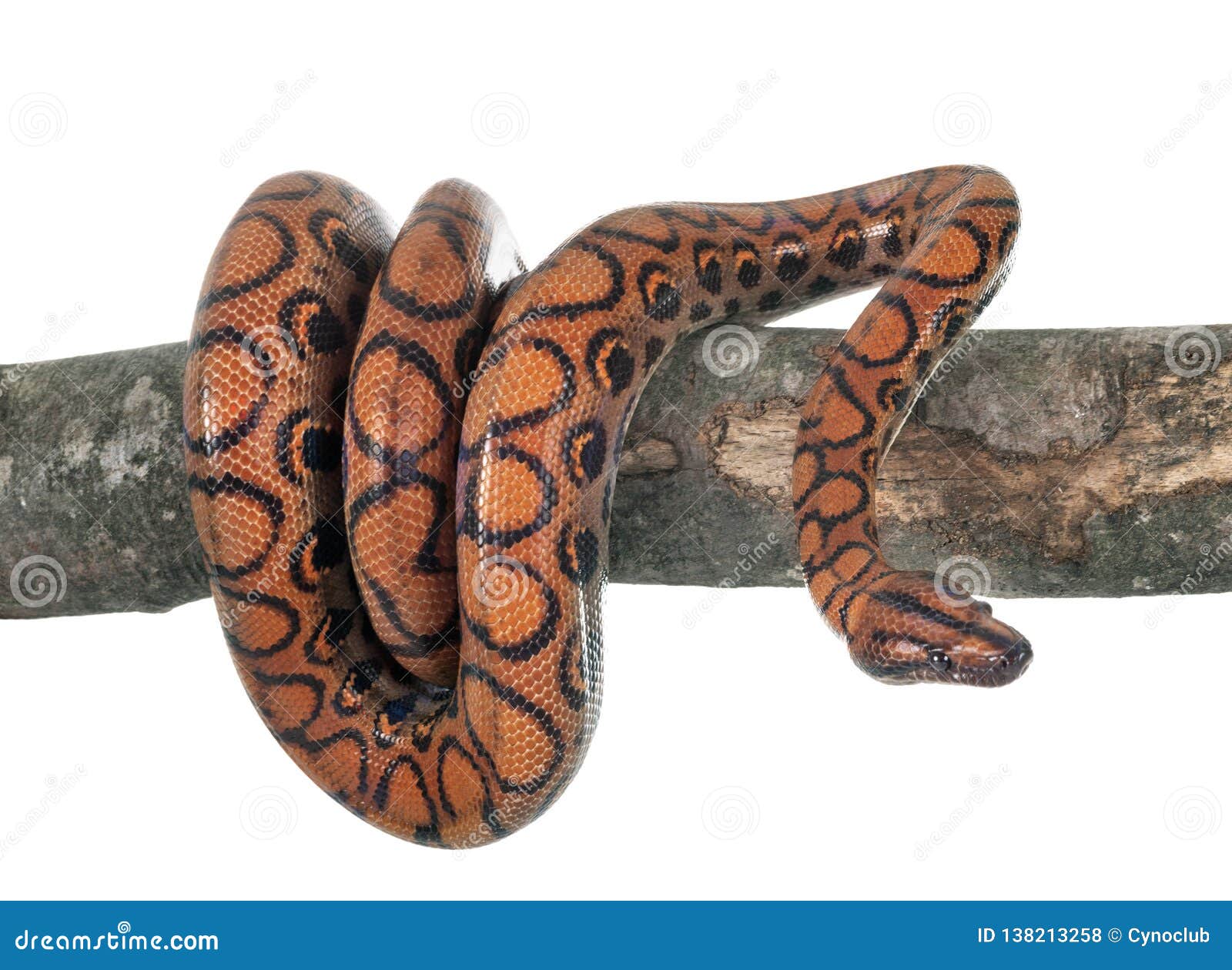 Rainbow boa in studio stock photo. Image of snake, cenchria - 138213258