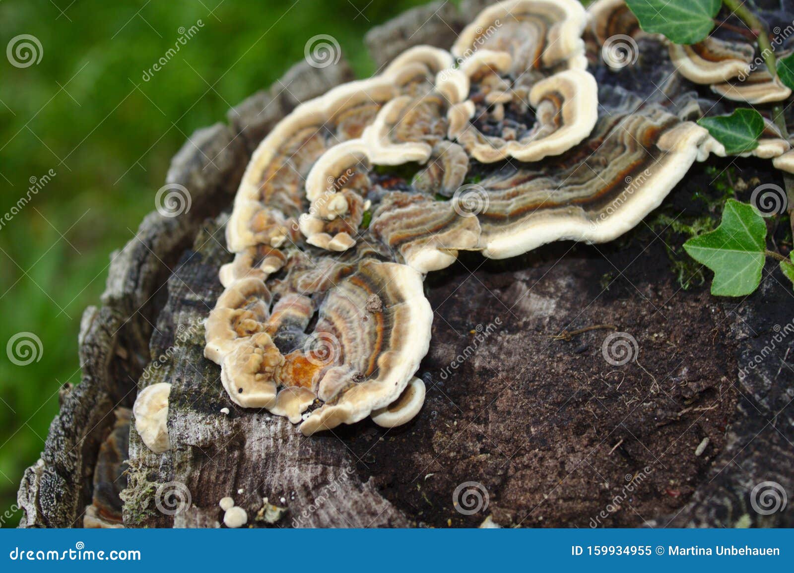 Rainbow Bracket on a Tree Trunk Stock Image - Image of forest, nature ...