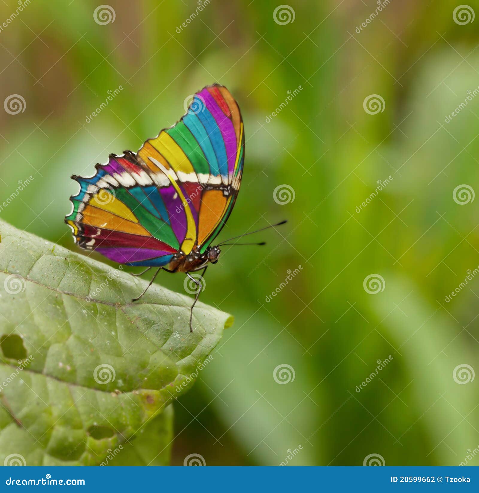 Rainbow Butterfly Stock Photos - Download 1,852 Royalty Free Photos