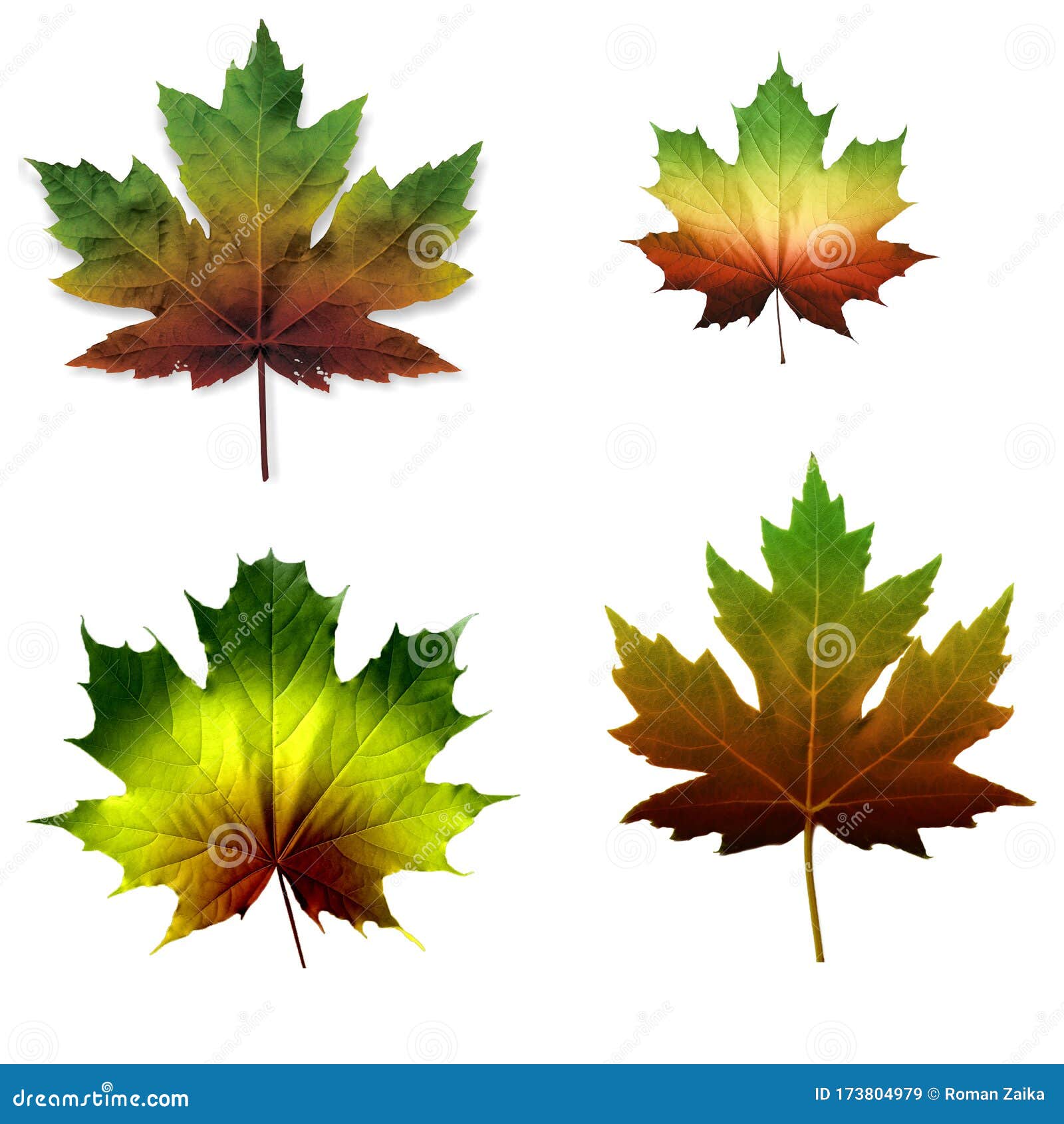 Rainbow at the Canadian Maple Leaf Isolated on White Stock Image ...